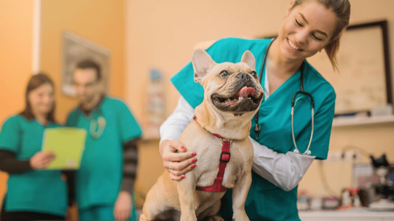 Harns | VETport Veterinary Practice Management Software Harns